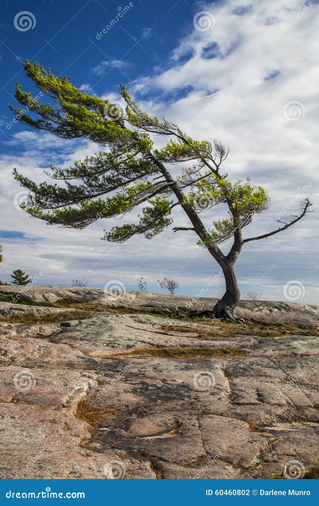 Single Pine on the Rocks stock photo. Image of conservation - 60460802