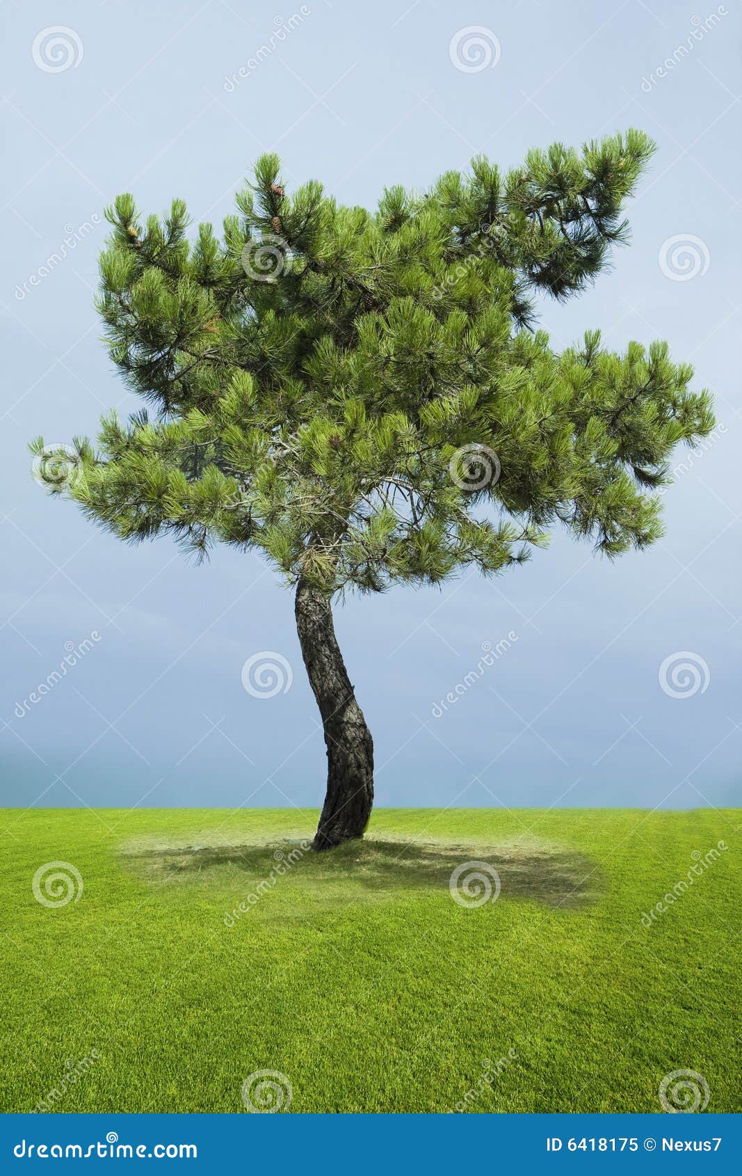 Single Pine Tree stock image. Image of calm, single, pinetree - 6418175