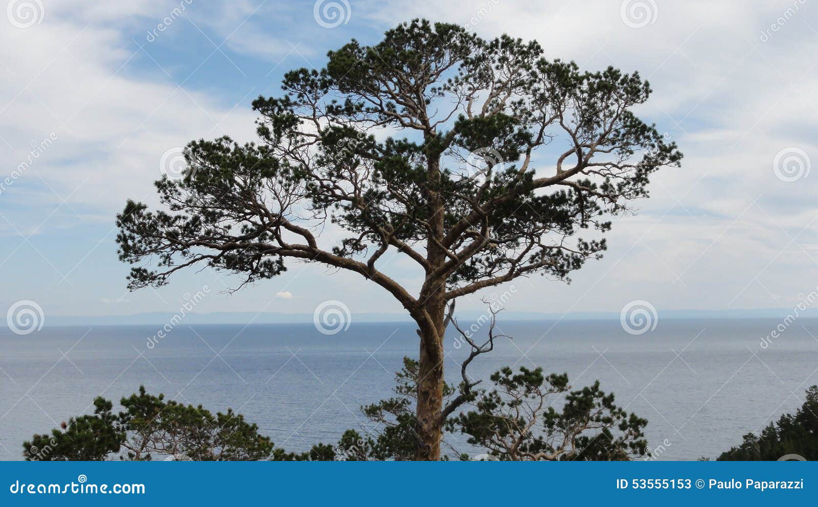Single Pine-tree Above the Water Stock Image - Image of nature, blue ...