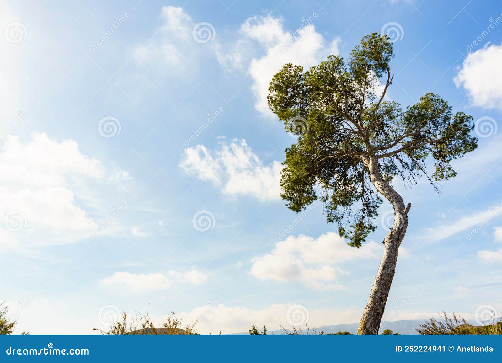 Single Pine Tree Against Blue Sky Stock Image - Image of tree, windy ...