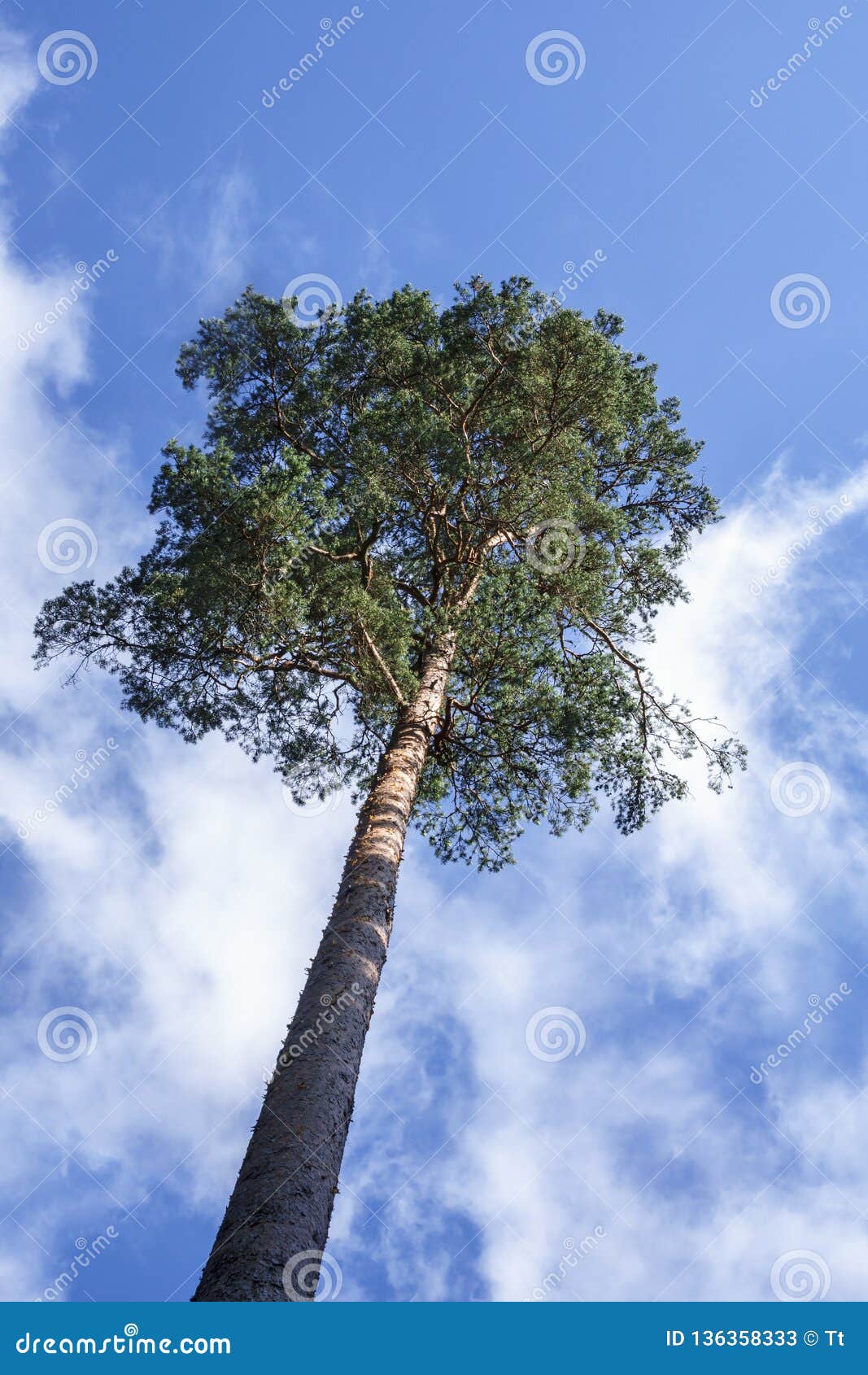 Single Pine Tree Against the Sky Stock Image - Image of single ...