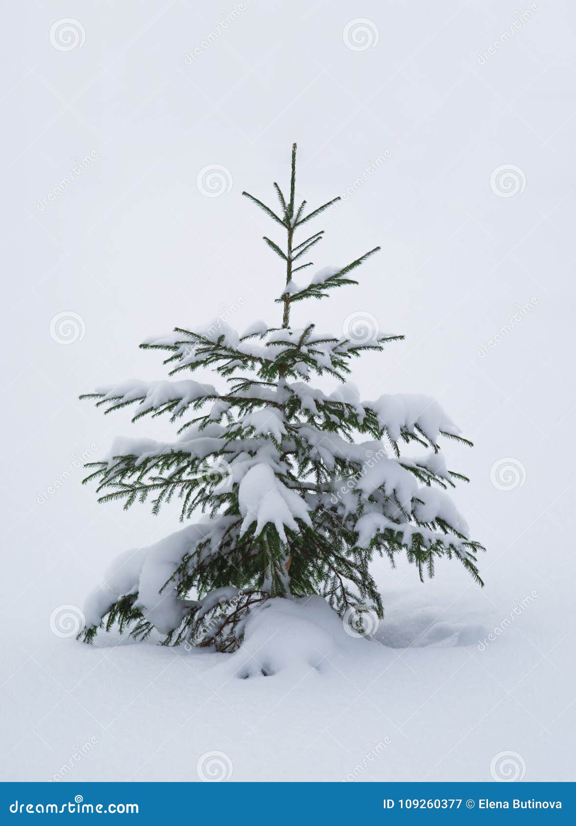 Single Pine Tree Covered with Snow Stock Image - Image of nature ...