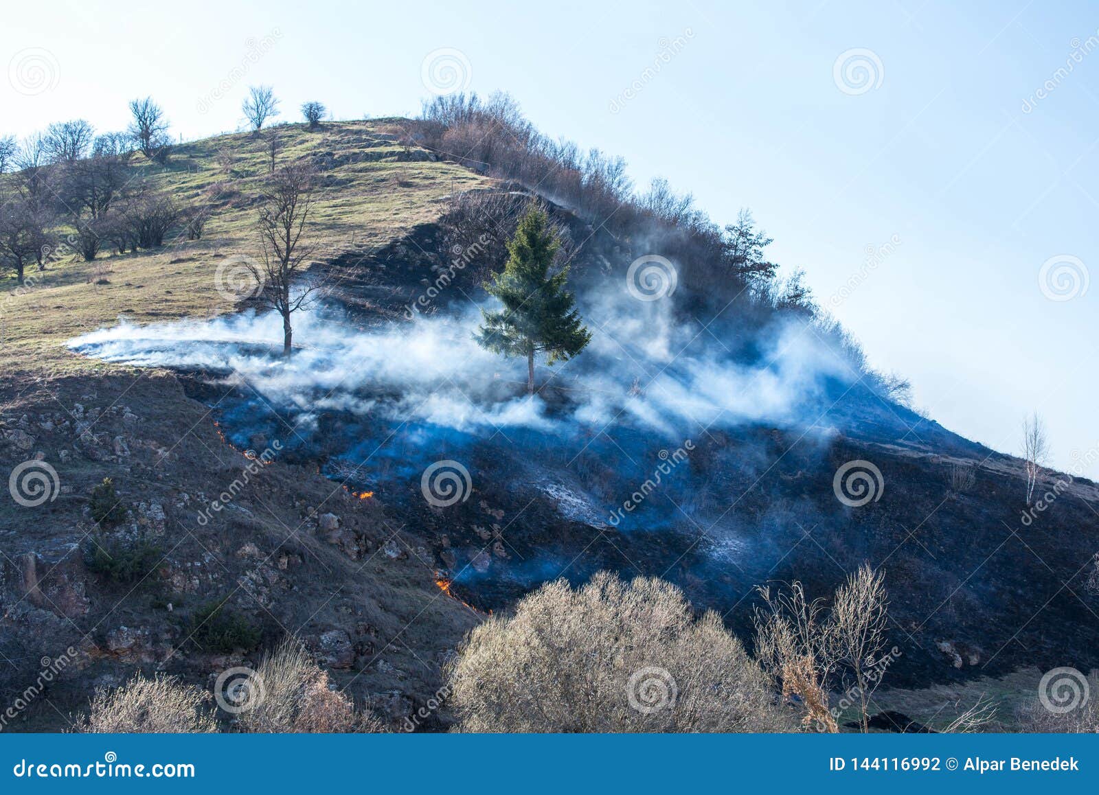 Single Pine Tree in Dense Smoke on the Hill Stock Photo - Image of ...