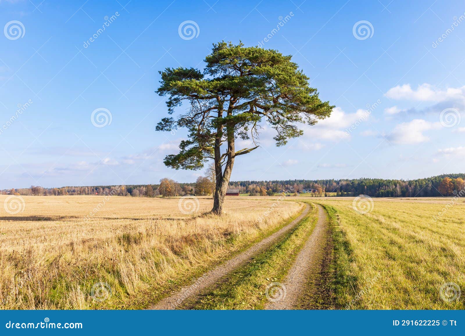 Single Pine Tree by a Dirt Road in the Countryside Stock Image - Image ...