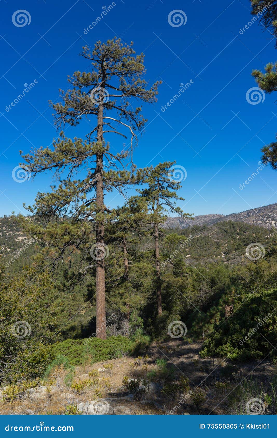 Single Pine Tree in Forest stock image. Image of hiking - 75550305