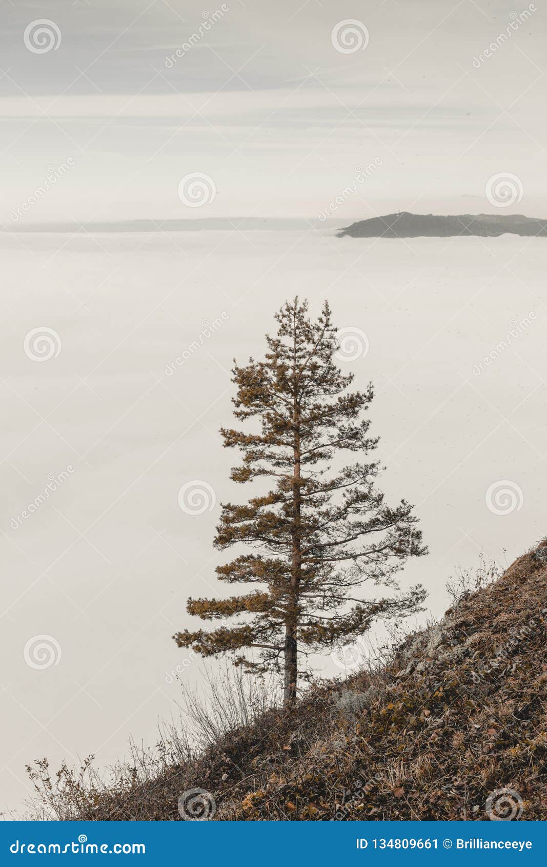 Single Pine Tree in Front of White Cloud Cover Stock Image - Image of ...