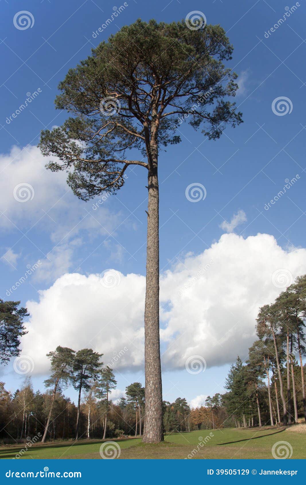 Single pine tree stock image. Image of loneley, pine - 39505129