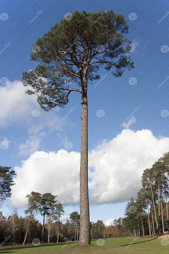 Single pine tree stock image. Image of loneley, pine - 39505129