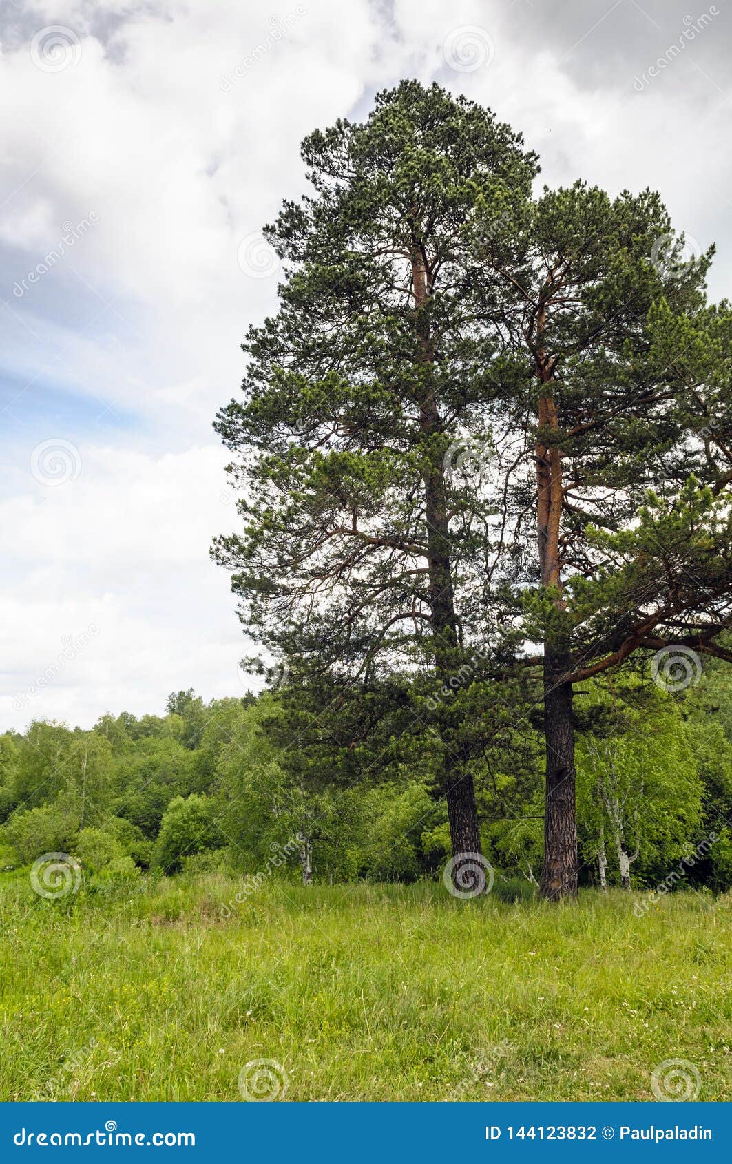 Single Pine Tree on the Green Meadow Stock Photo - Image of grassland ...