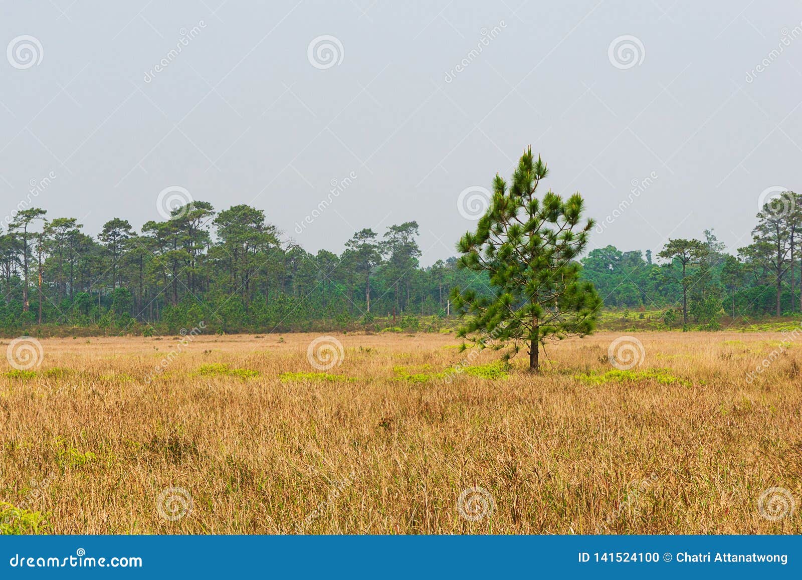 Single Pine Tree Grown on Grass Field Nature Background Stock Photo ...
