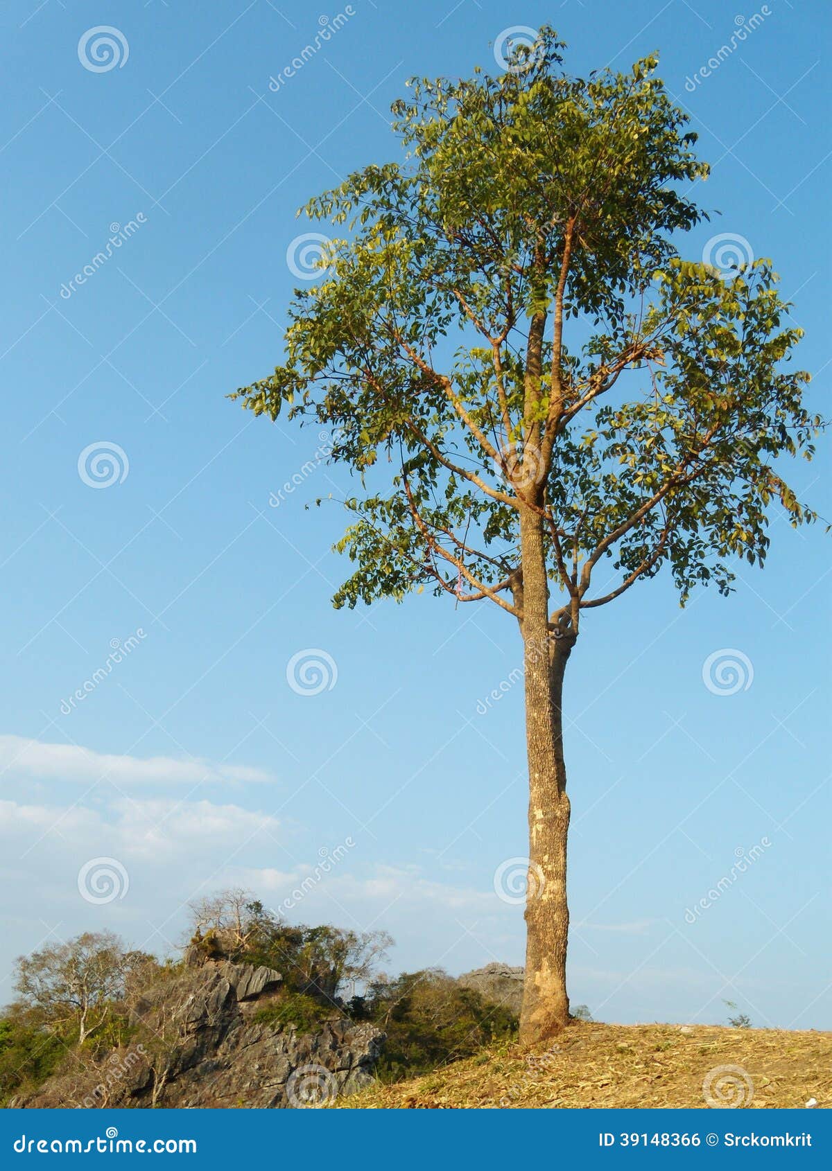 Single Pine Tree on Hill with Blue Sky Background Stock Photo - Image ...