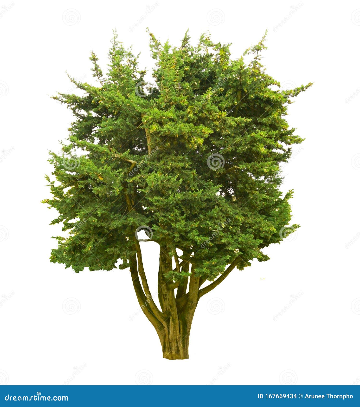 Single Pine Tree Isolated, Evergreen Leafs Dicut on White Background ...