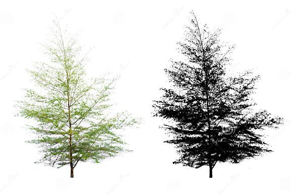 Single Pine Tree Isolated on White Background with Silhouette Single ...