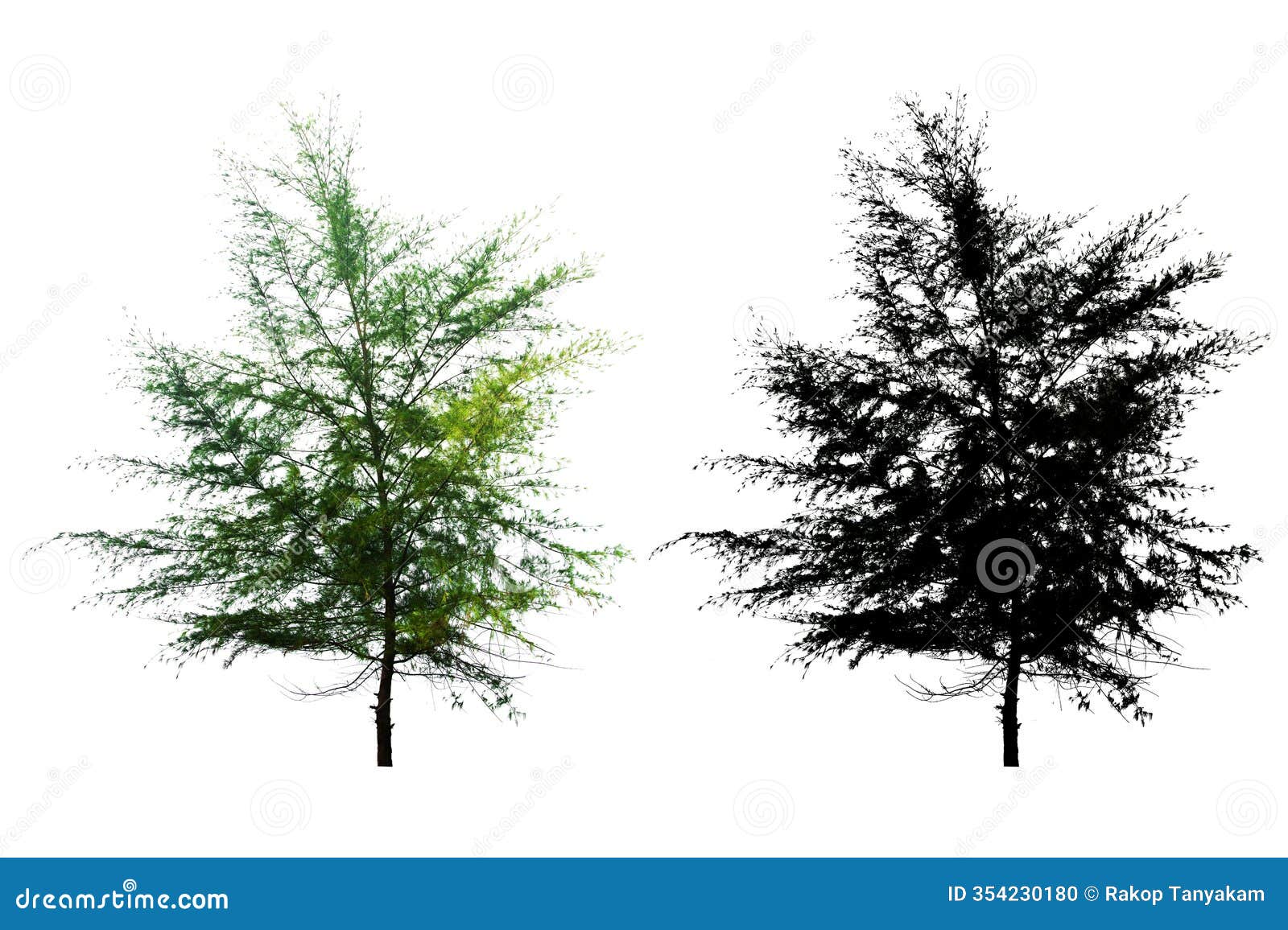 Single Pine Tree Isolated on White Background with Silhouette Single ...
