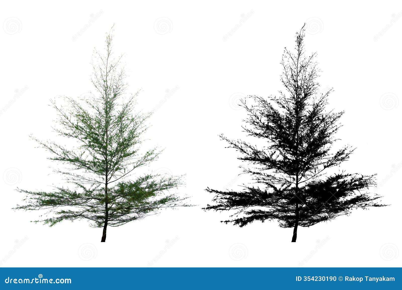 Single Pine Tree Isolated on White Background with Silhouette Single ...