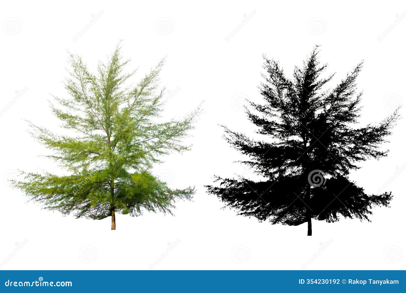 Single Pine Tree Isolated on White Background with Silhouette Single ...