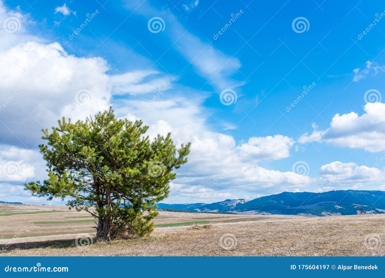 Single Pine Tree at Lifeless Meadow at Springtime Stock Image - Image ...