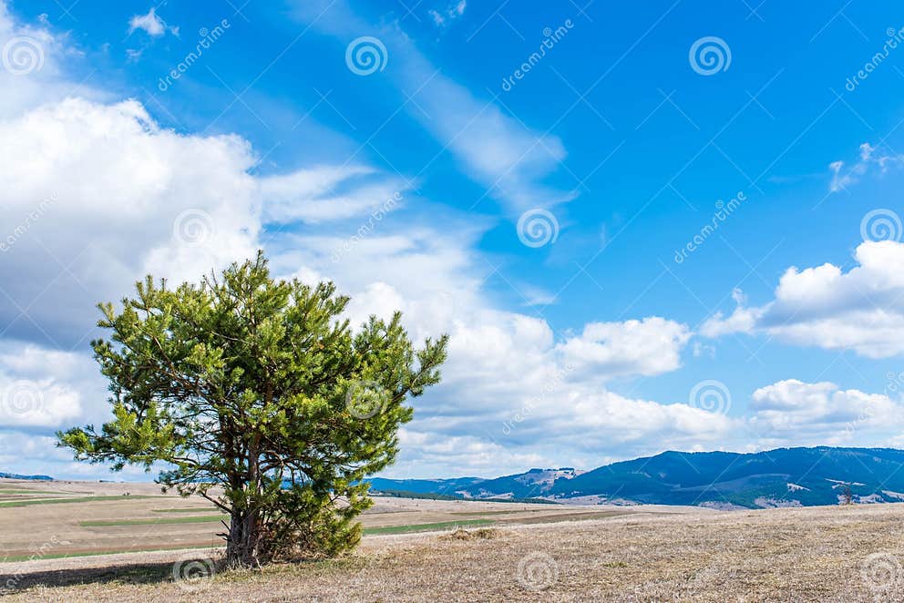 Single Pine Tree at Lifeless Meadow at Springtime Stock Image - Image ...