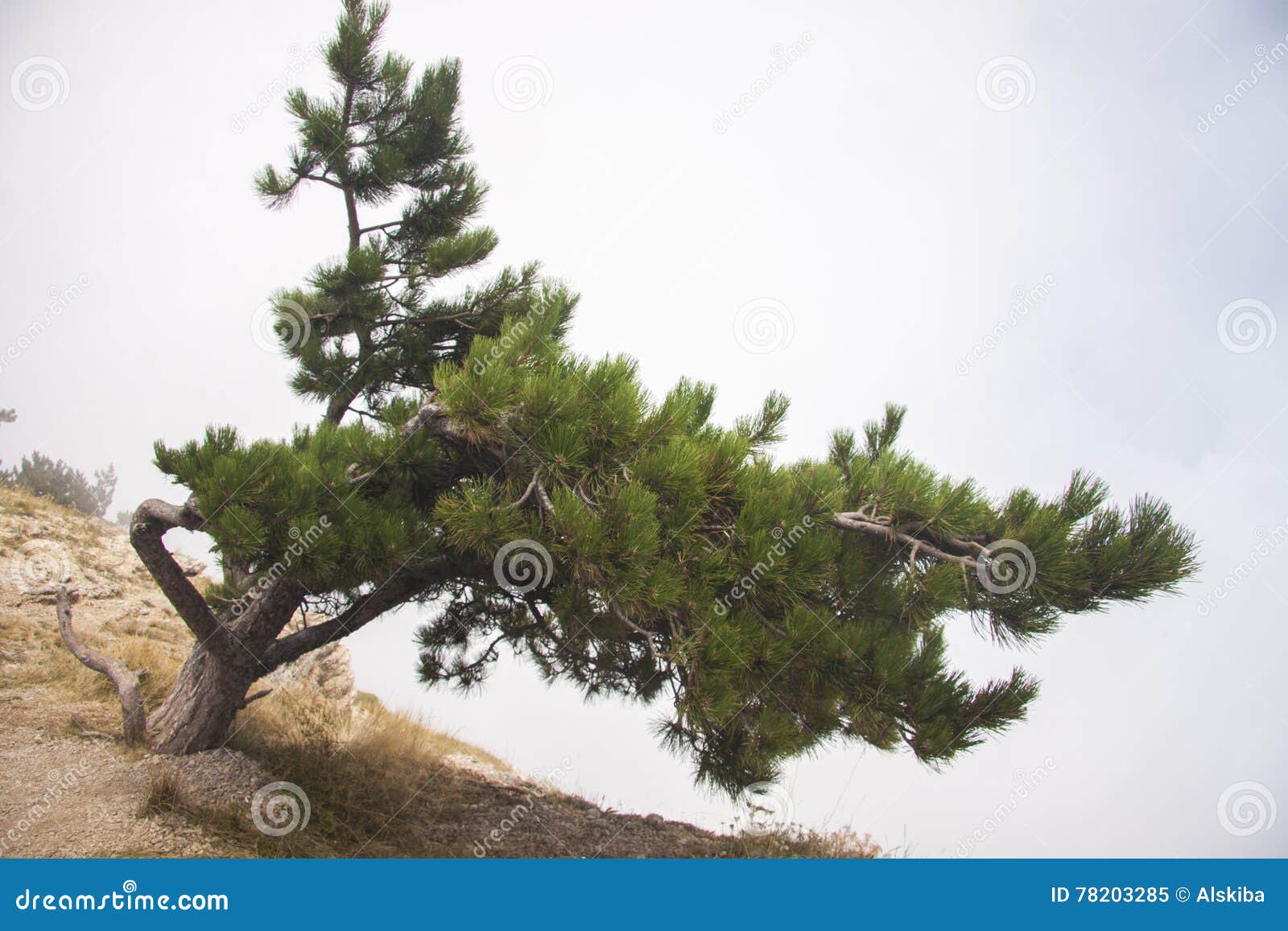 Single pine tree stock image. Image of crimea, nature - 78203285