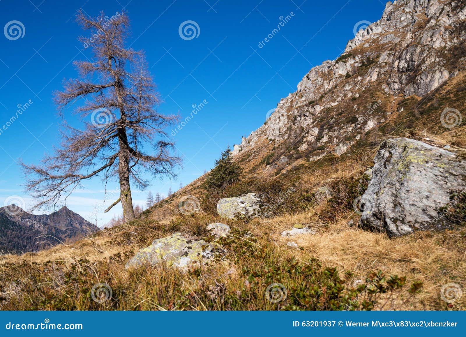 Single Pine Tree in the Mountains Stock Image - Image of larch, pine ...