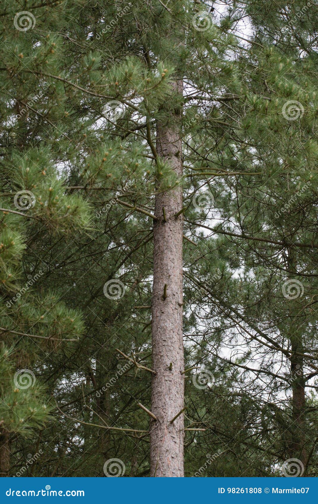 A Single Pine Tree in a Pine Forest Stock Photo - Image of natural ...