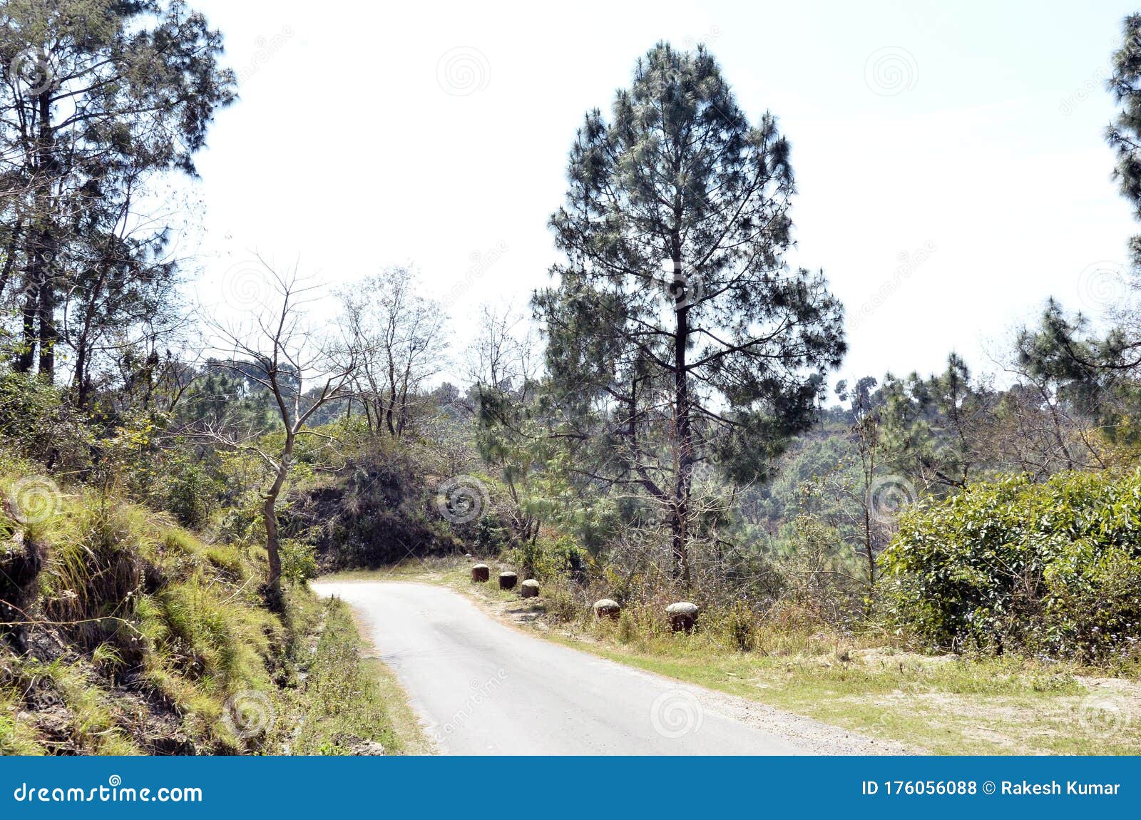 Single Pine Tree Road Side Amb India Stock Photo - Image of side, view ...