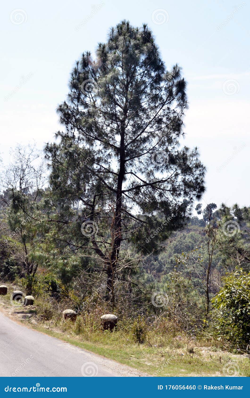 Single Pine Tree Road Side Amb India Stock Photo - Image of single ...