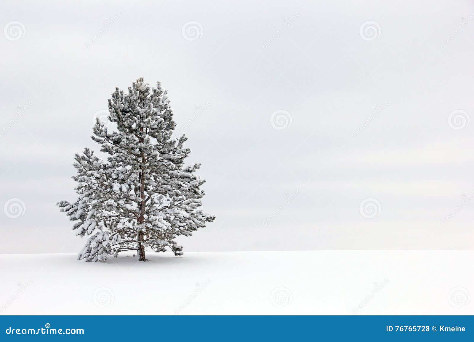 Single Pine Tree Snow White Stock Photo - Image of peace, holiday: 76765728