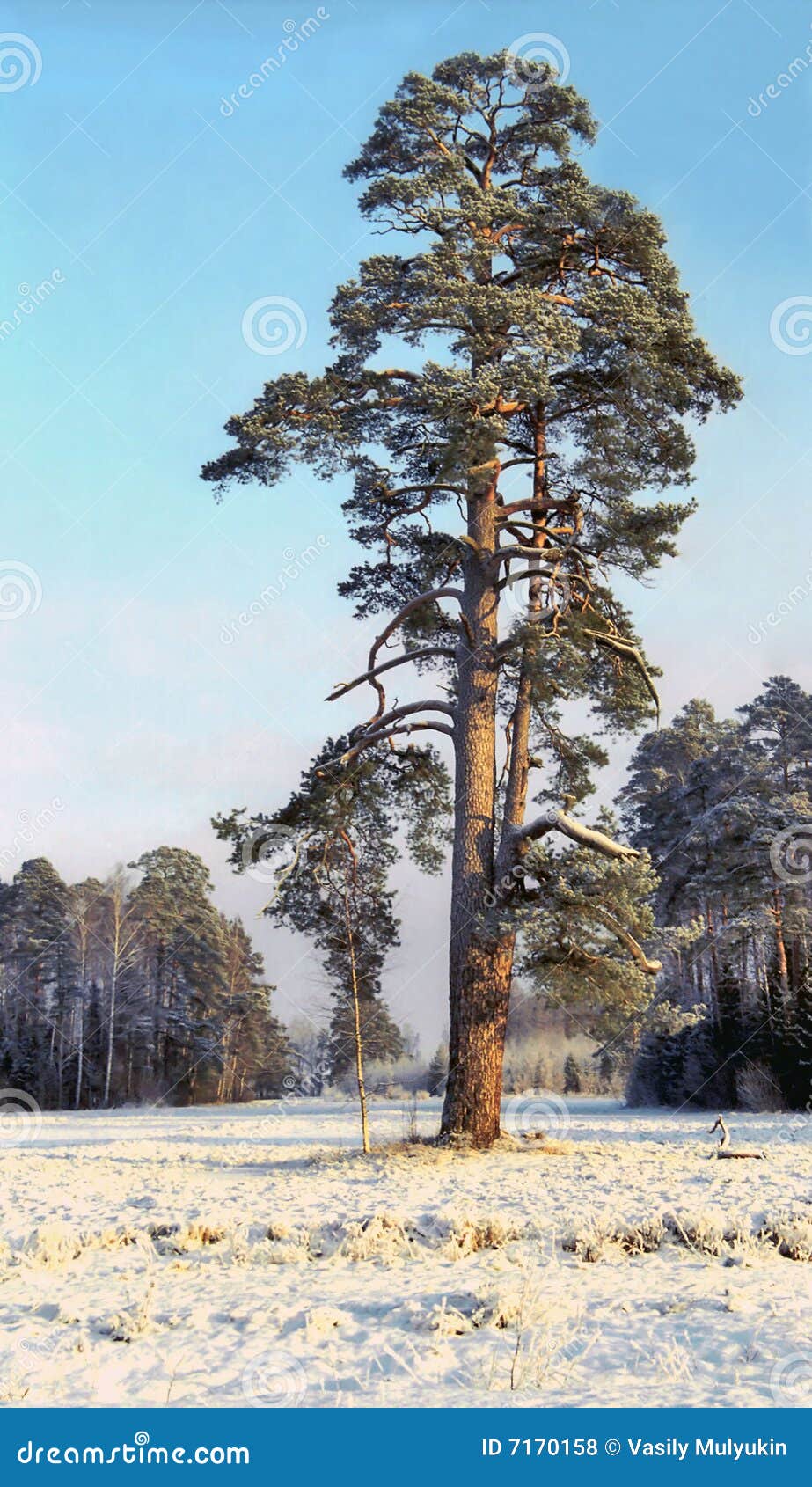 Single Pine Tree in Snowed Field Stock Photo - Image of openair, single ...