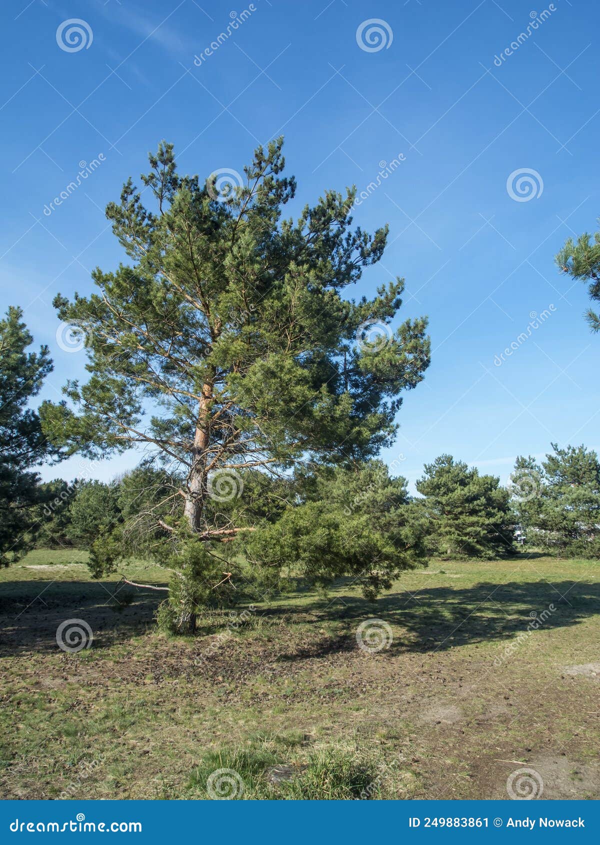 Single Pine tree stock image. Image of individually - 249883861