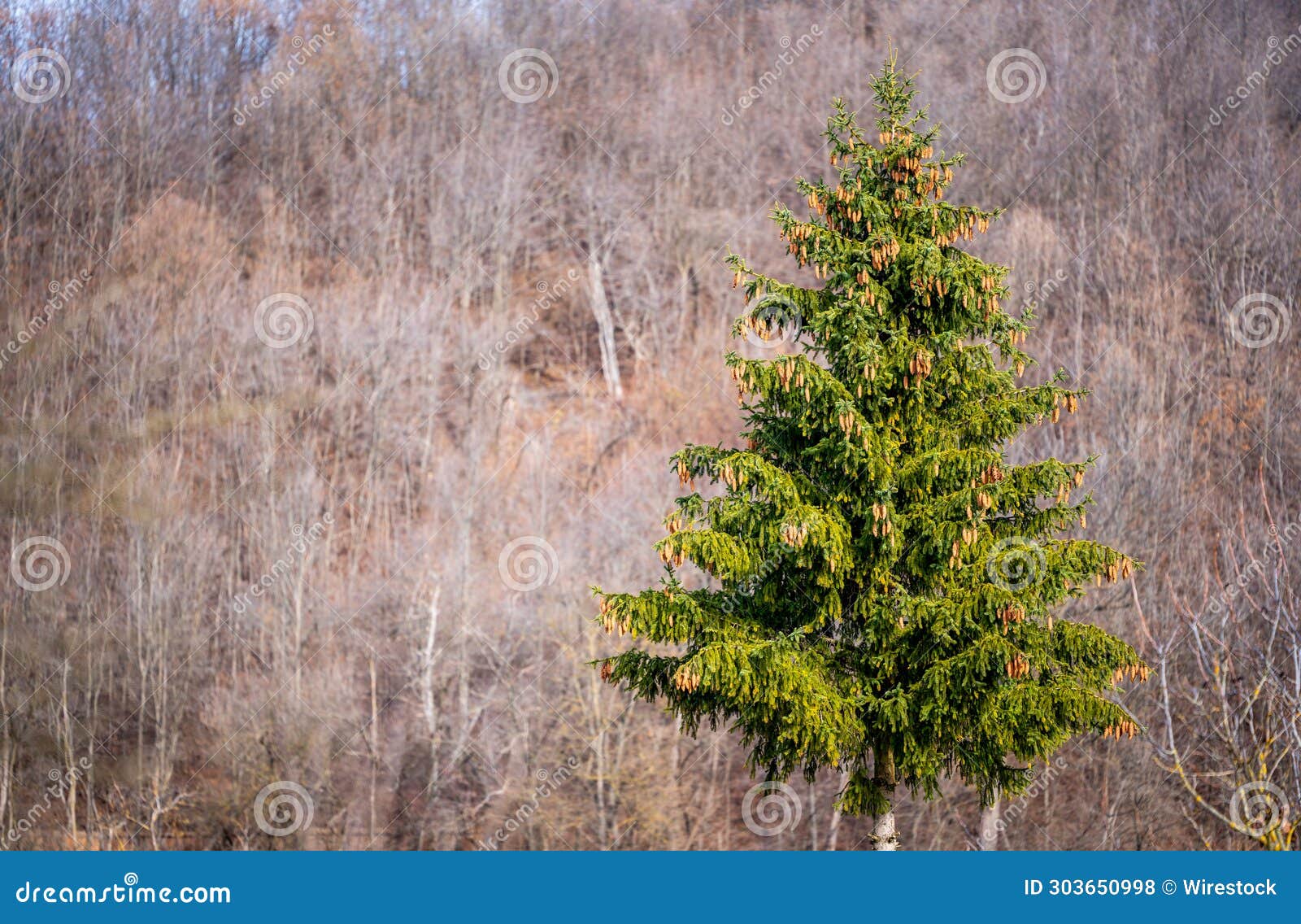 Single Pine Tree Stands Tall Against a Backdrop of Barren Trees ...