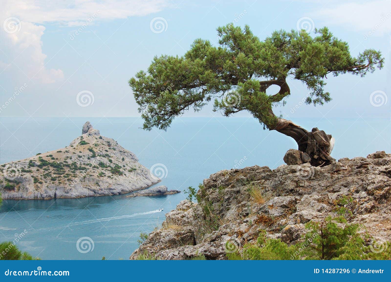 Single Pine Tree, Ukraine, Crimea Stock Photo - Image of individual ...