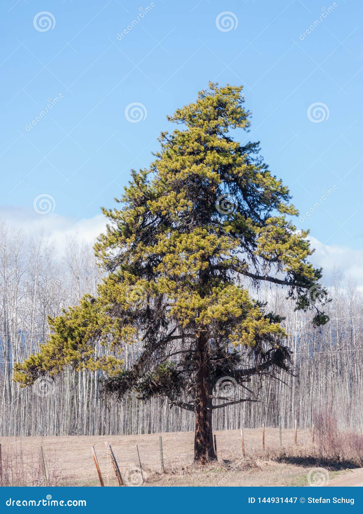 Single Pine Tree Under a Blue Sky Stock Image - Image of poplar, stems ...