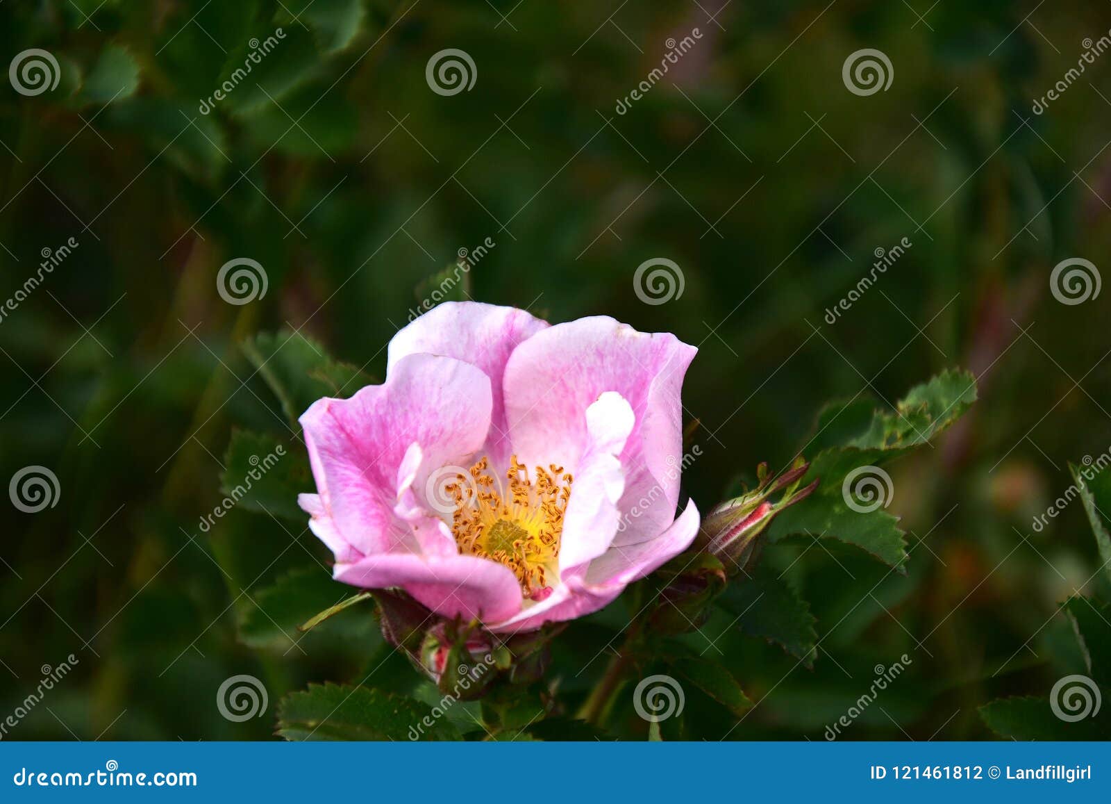 Single Pink Alberta Wild Rose Stock Photo - Image of macro, petal ...