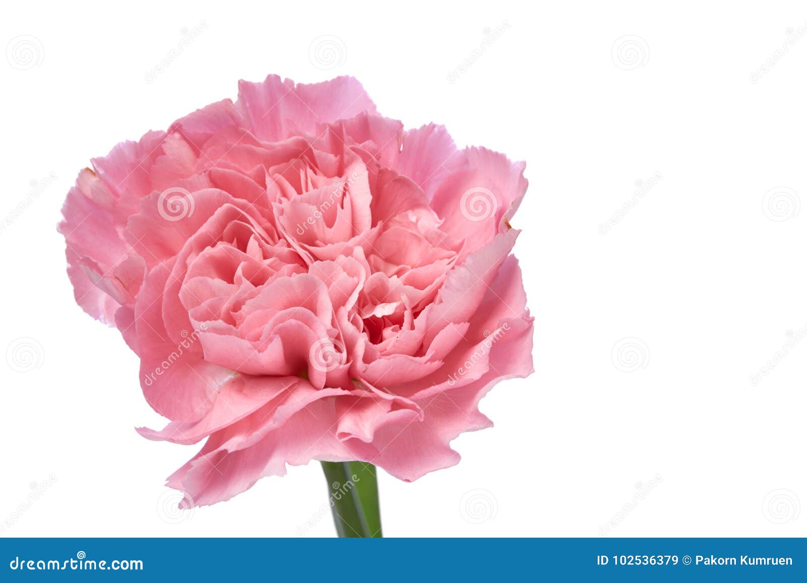 Single pink Carnation stock image. Image of close, environmental ...