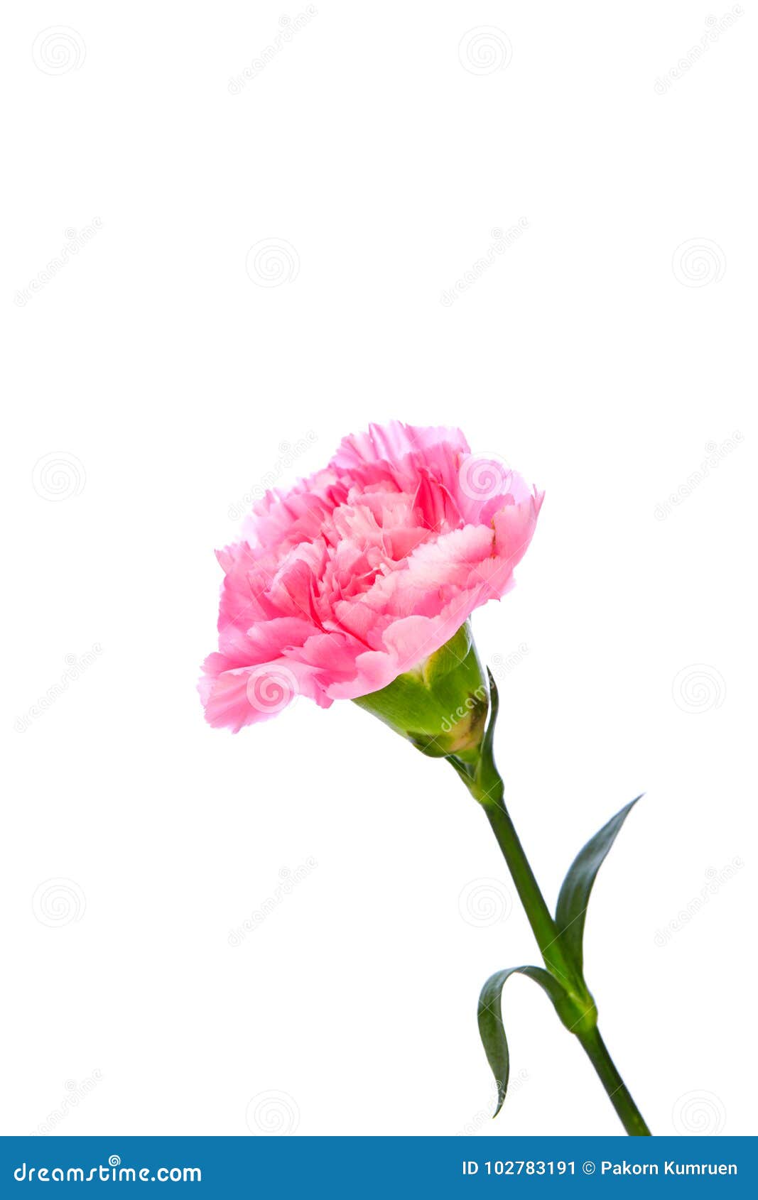 Single pink Carnation stock image. Image of pattern - 102783191