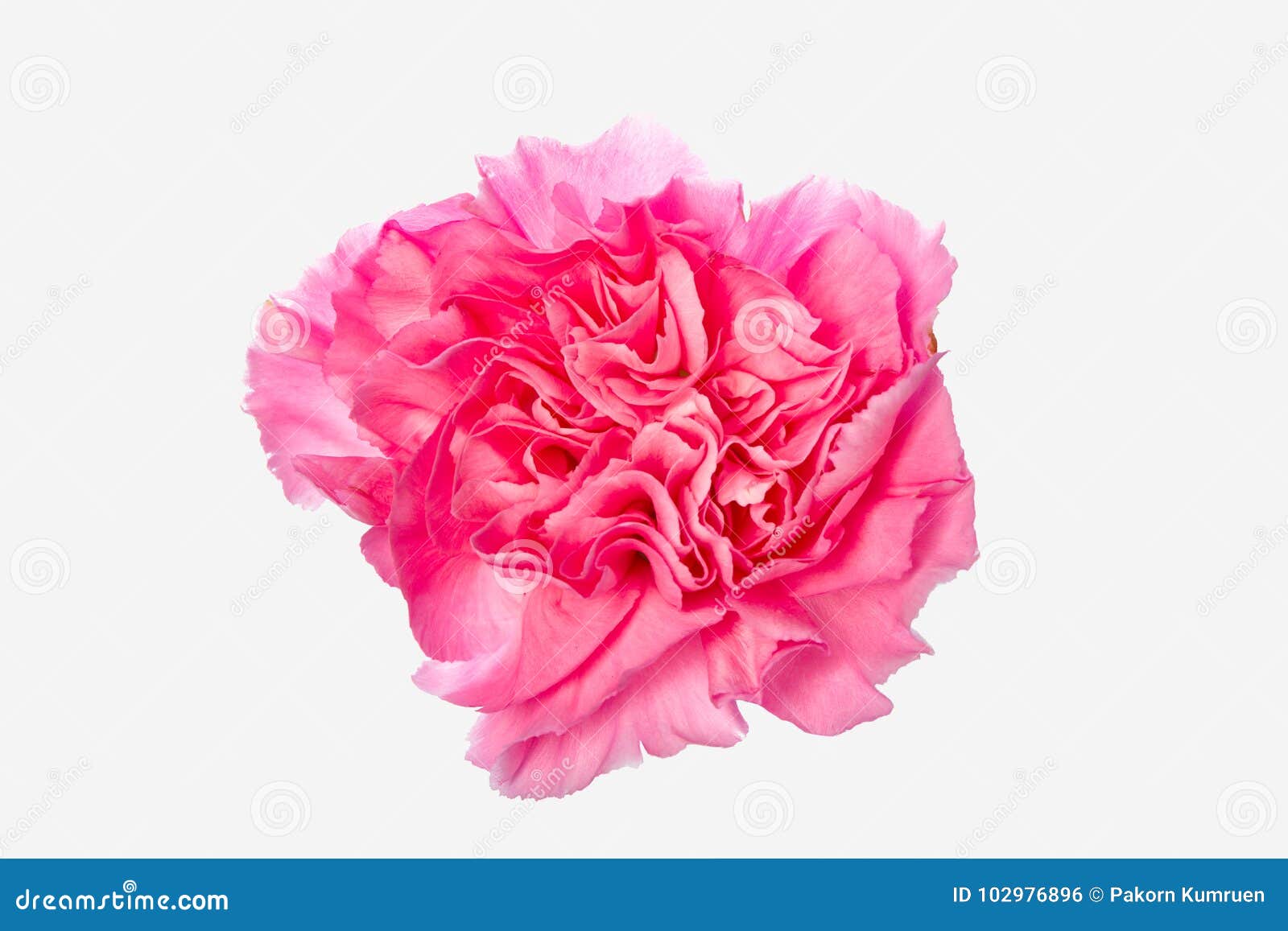 Single pink Carnation stock photo. Image of copy, green - 102976896