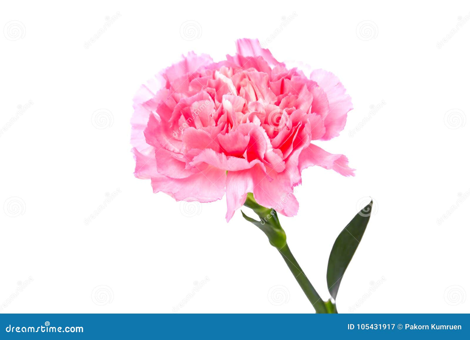 Single pink Carnation stock image. Image of conservation - 105431917