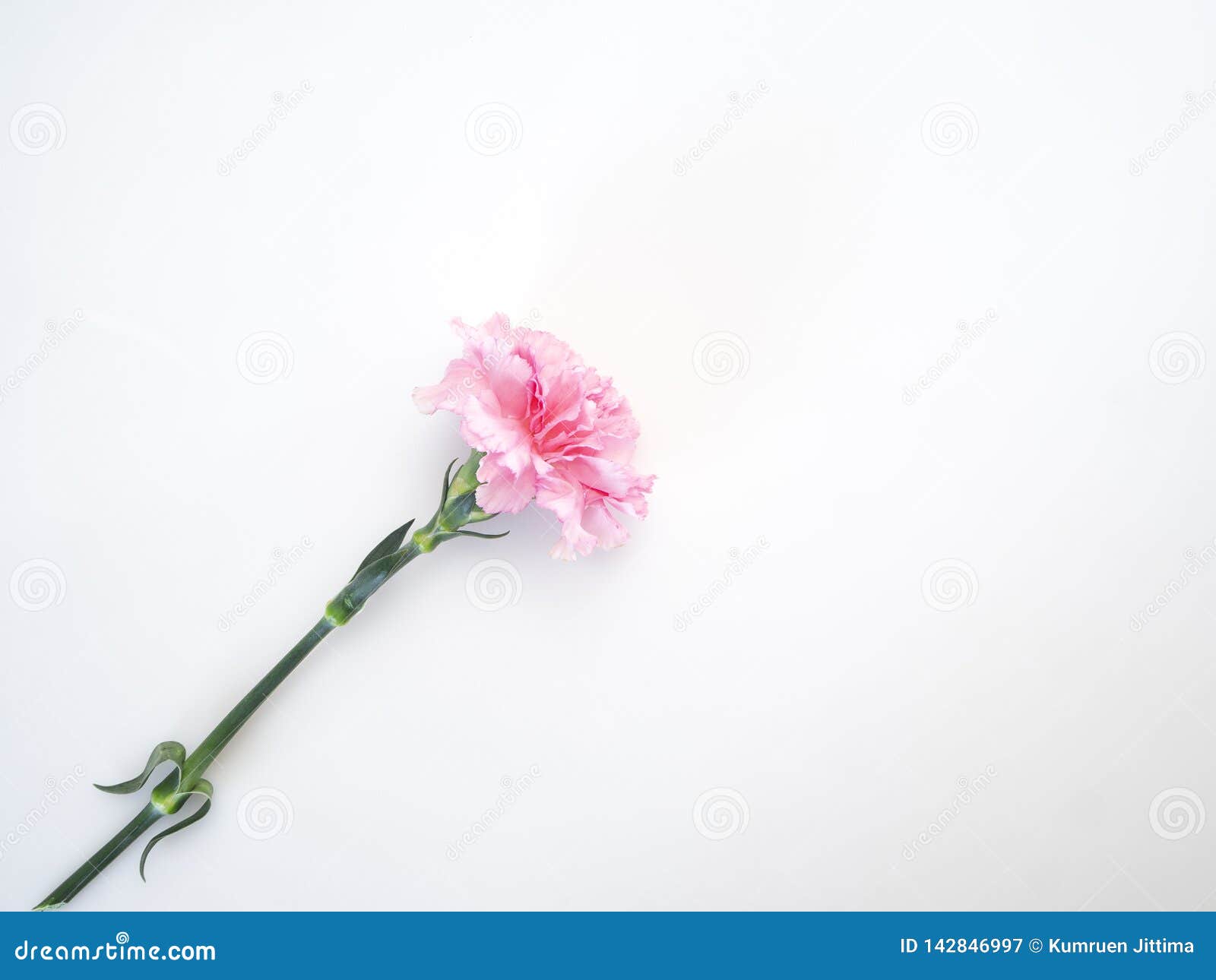 Single Pink Carnations Flower on White Stock Image - Image of botany ...