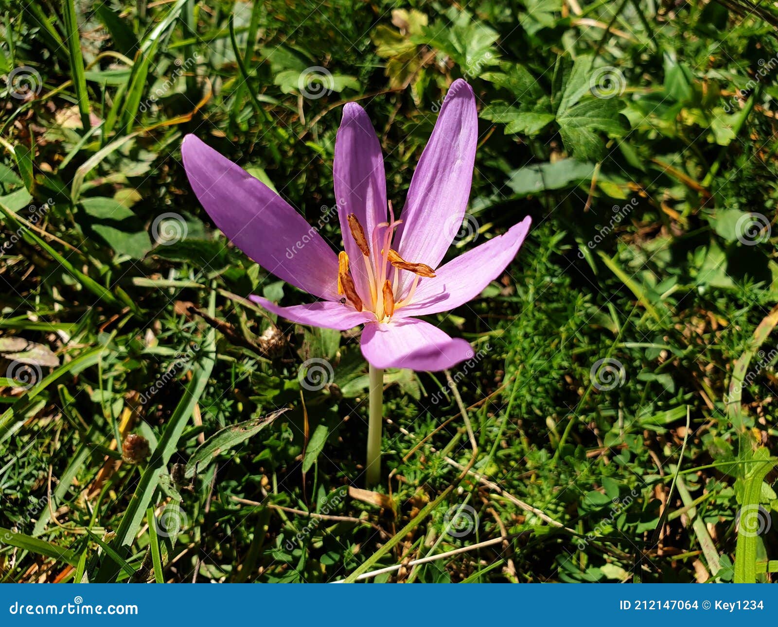 A Single Pink Colchicum Flower Stock Photo - Image of frower, mountains ...