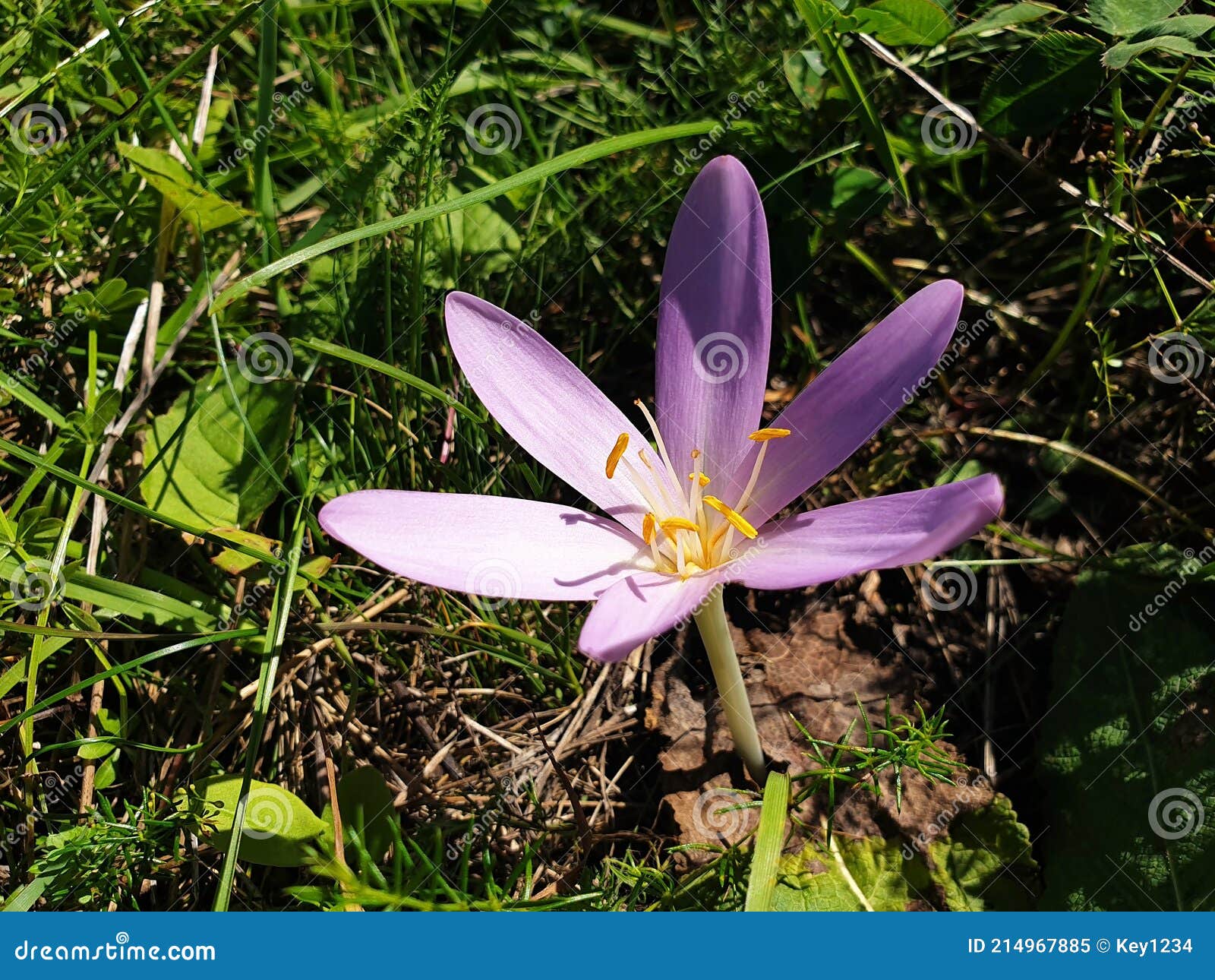 A Single Pink Colchicum Flower Blooms in a Clearing Stock Image - Image ...