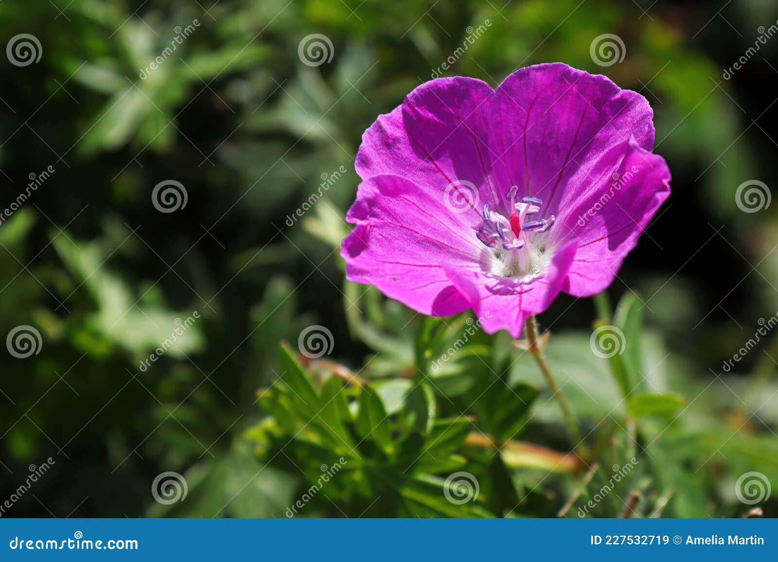 A Single Pink Cranesbill Geranium in Bloom Stock Image - Image of ...