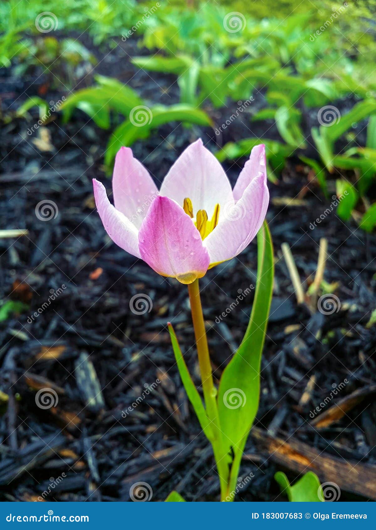 Single Pink Crocus Flower in Garden Stock Image - Image of flower ...
