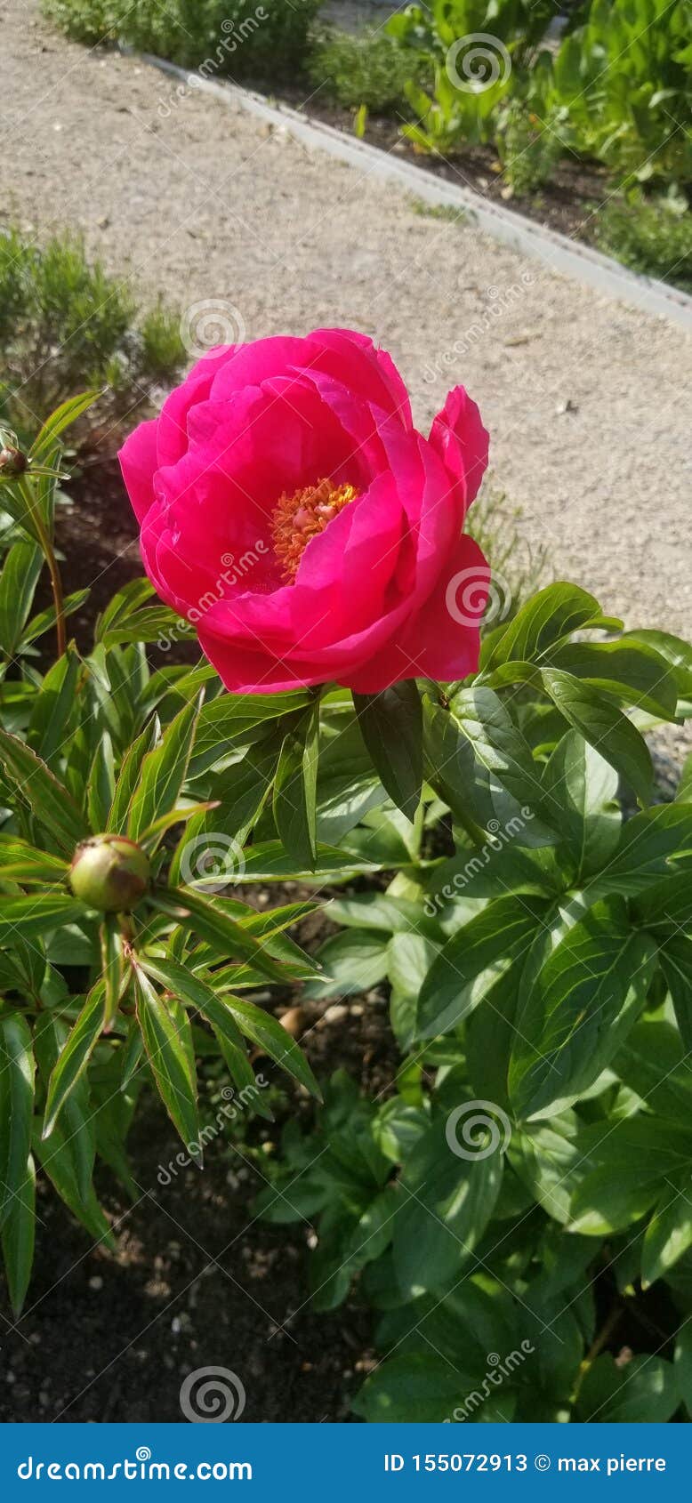 Single Pink Flower Alone in a Garden Stock Image - Image of pink ...