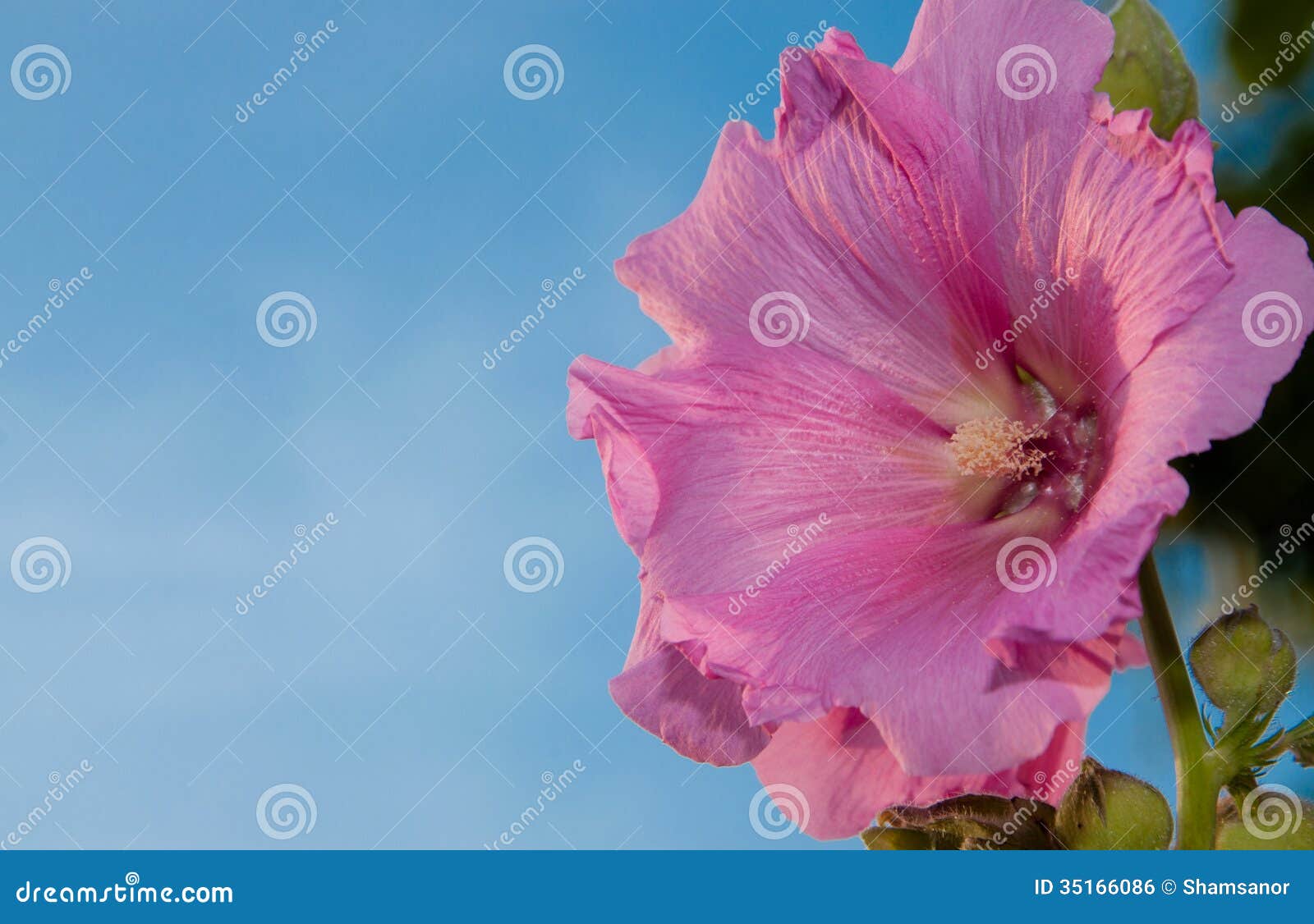 Single Pink Flower and Blue Sky Stock Photo - Image of bloom, bouquet ...