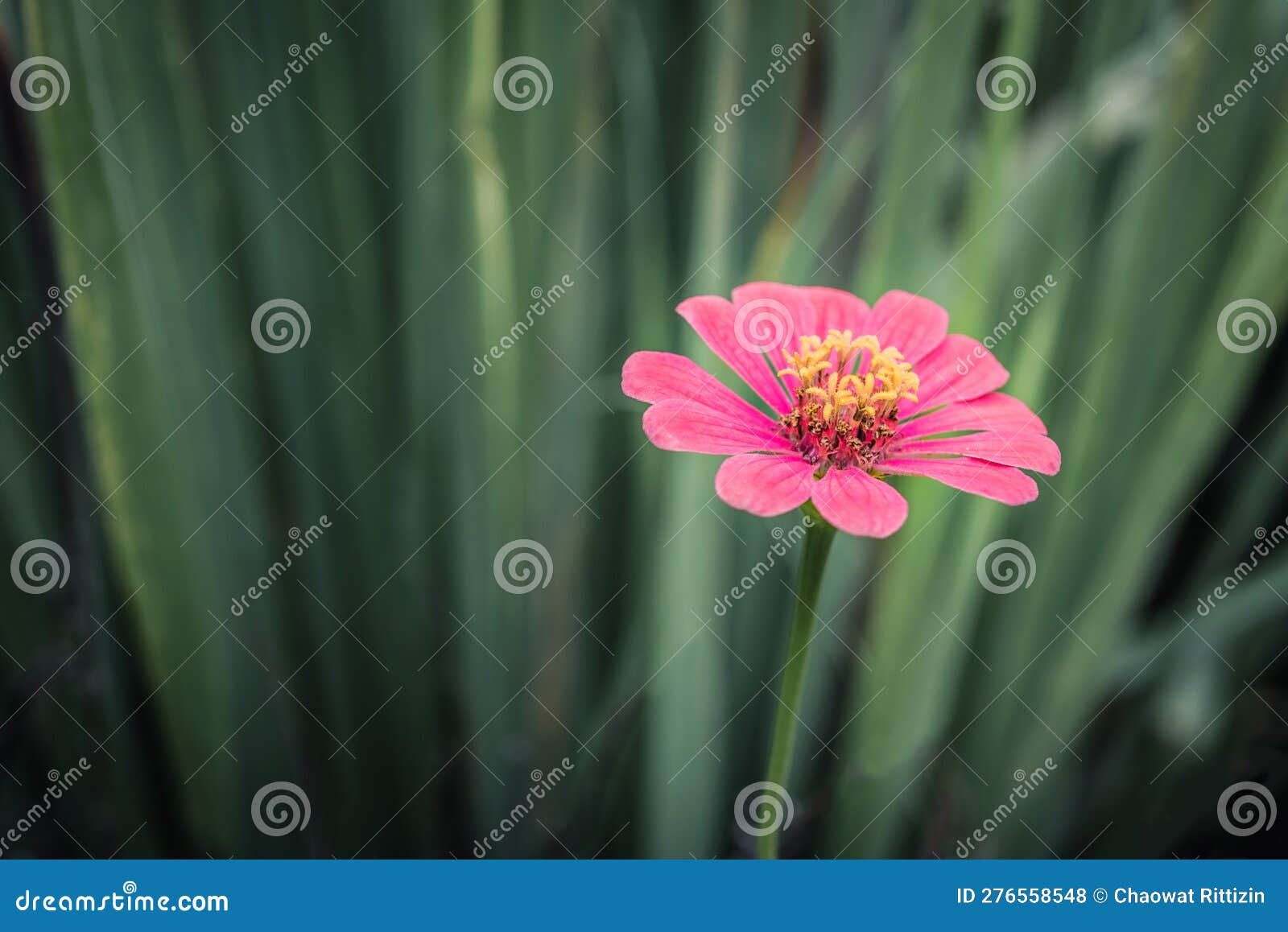 Single Pink Flower on Dark Background Stock Photo - Image of spring ...