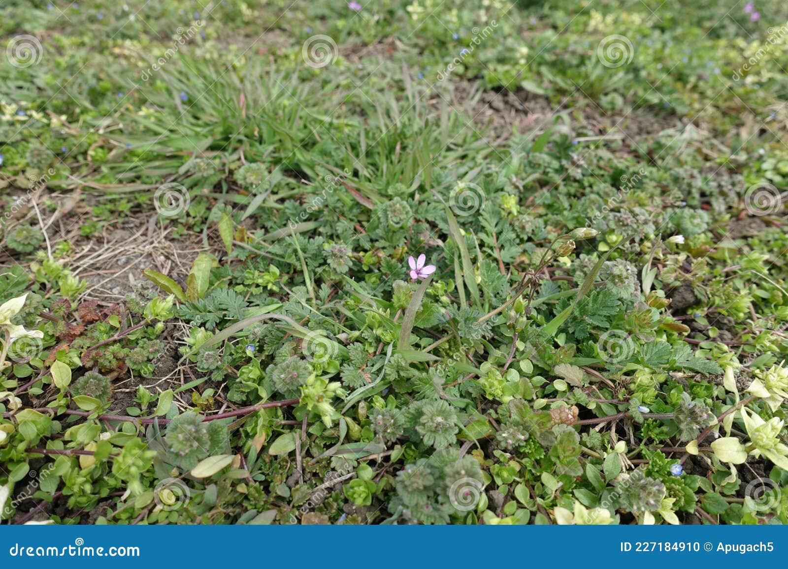 Erodium Cicutarium, Also Known As Redstem Filaree, Redstem Stork`s Bill ...