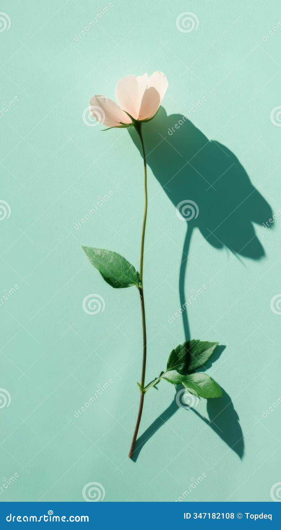 Single Pink Flower with Green Leaves Casting Shadow on Mint Background ...