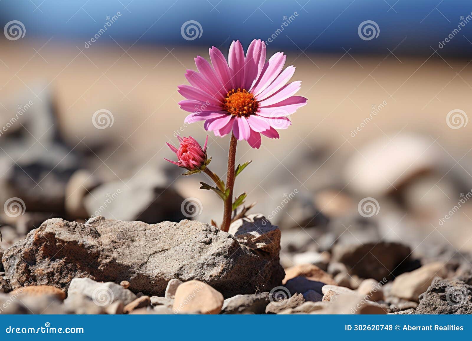 A Single Pink Flower Growing Out of a Pile of Rocks Stock Illustration ...