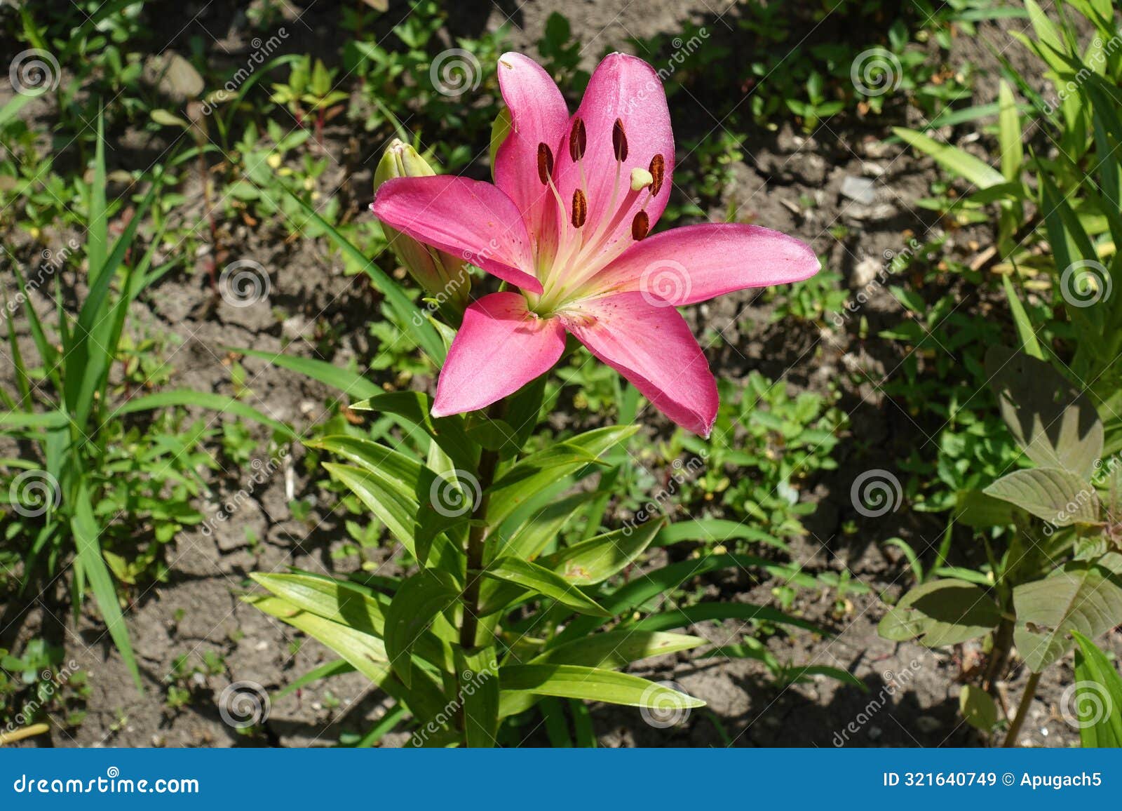 Single pink flower of lily stock image. Image of plant - 321640749